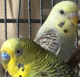 Vorrei sapere la loro eta