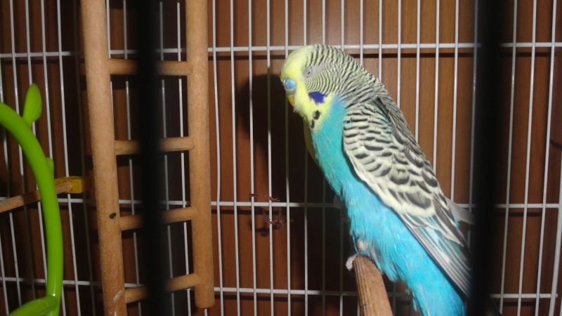 Cocorite e Pappagallini Ondulati