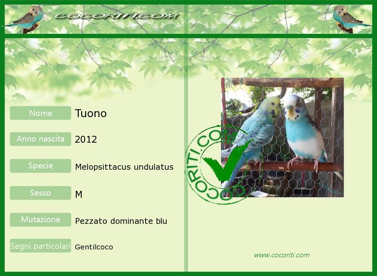 Anagrafica pappagallini: Tuono