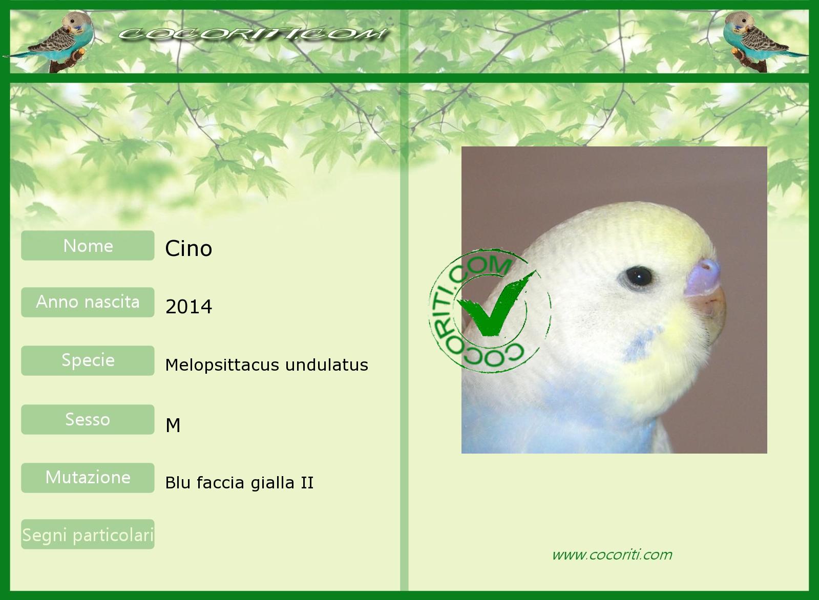 Anagrafica pappagallini: Cino