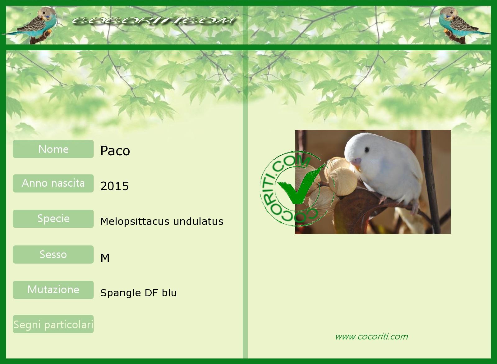 Anagrafica pappagallini: Paco