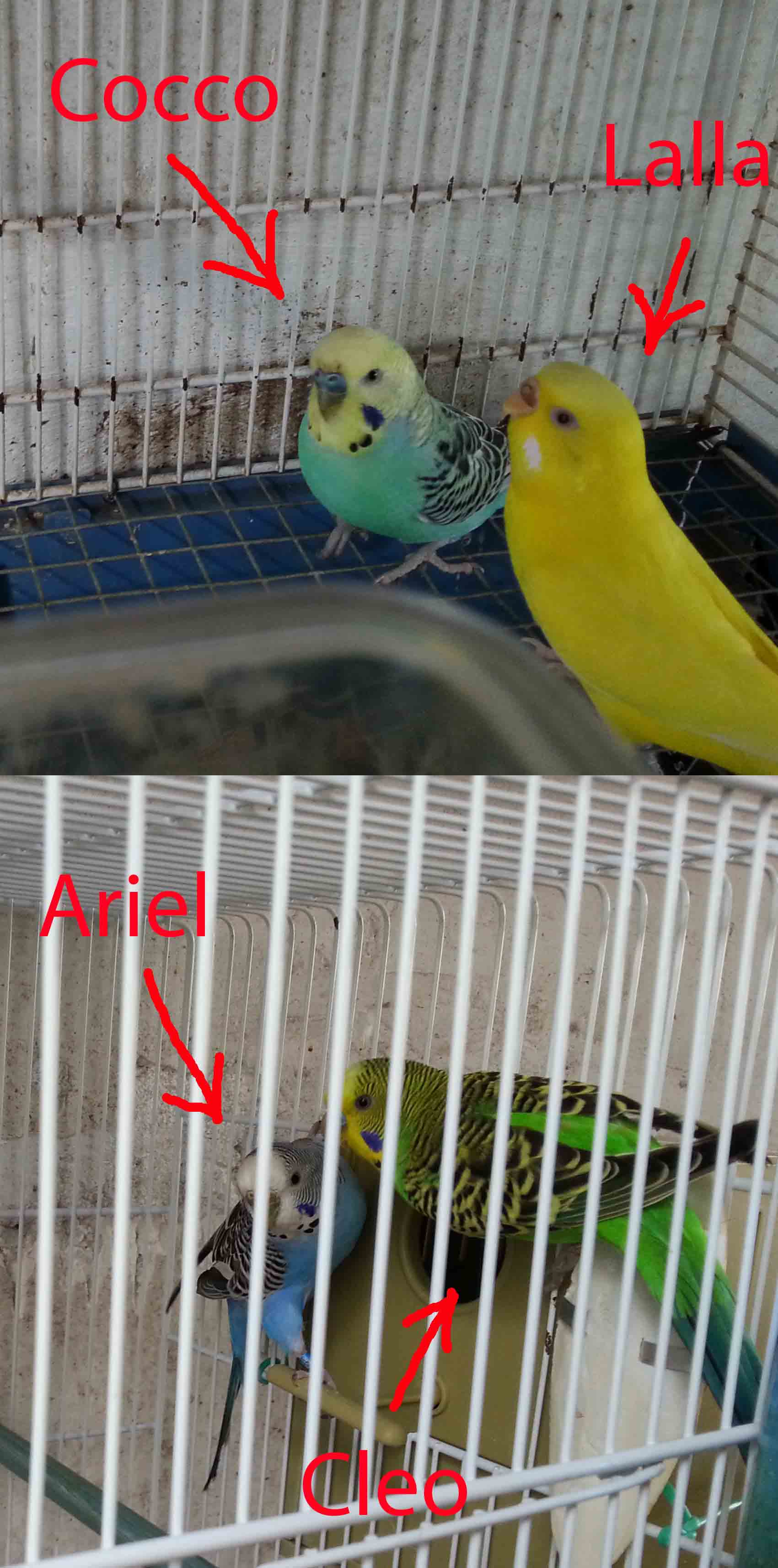 Informazioni varie sui cocoriti - Cocoriti