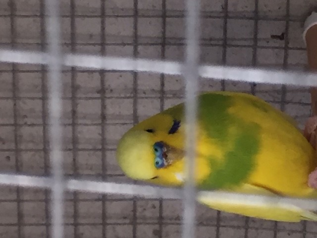 Coco malato? - Cocoriti