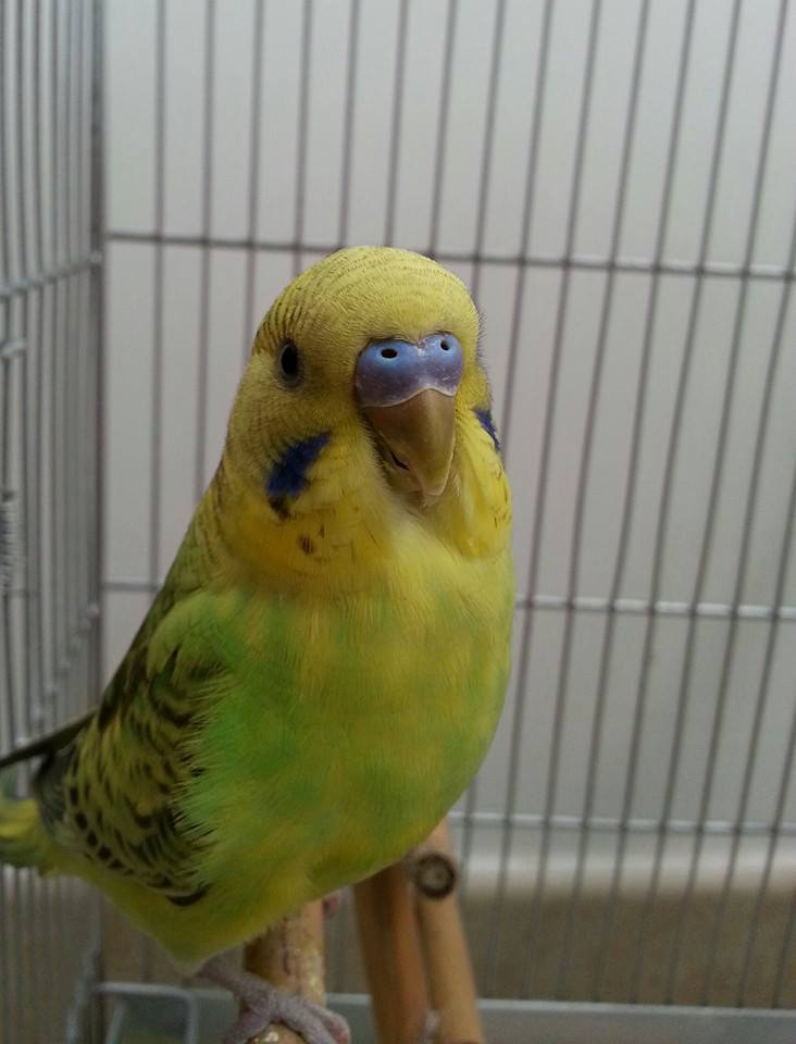 mutazione cocorita - Cocoriti