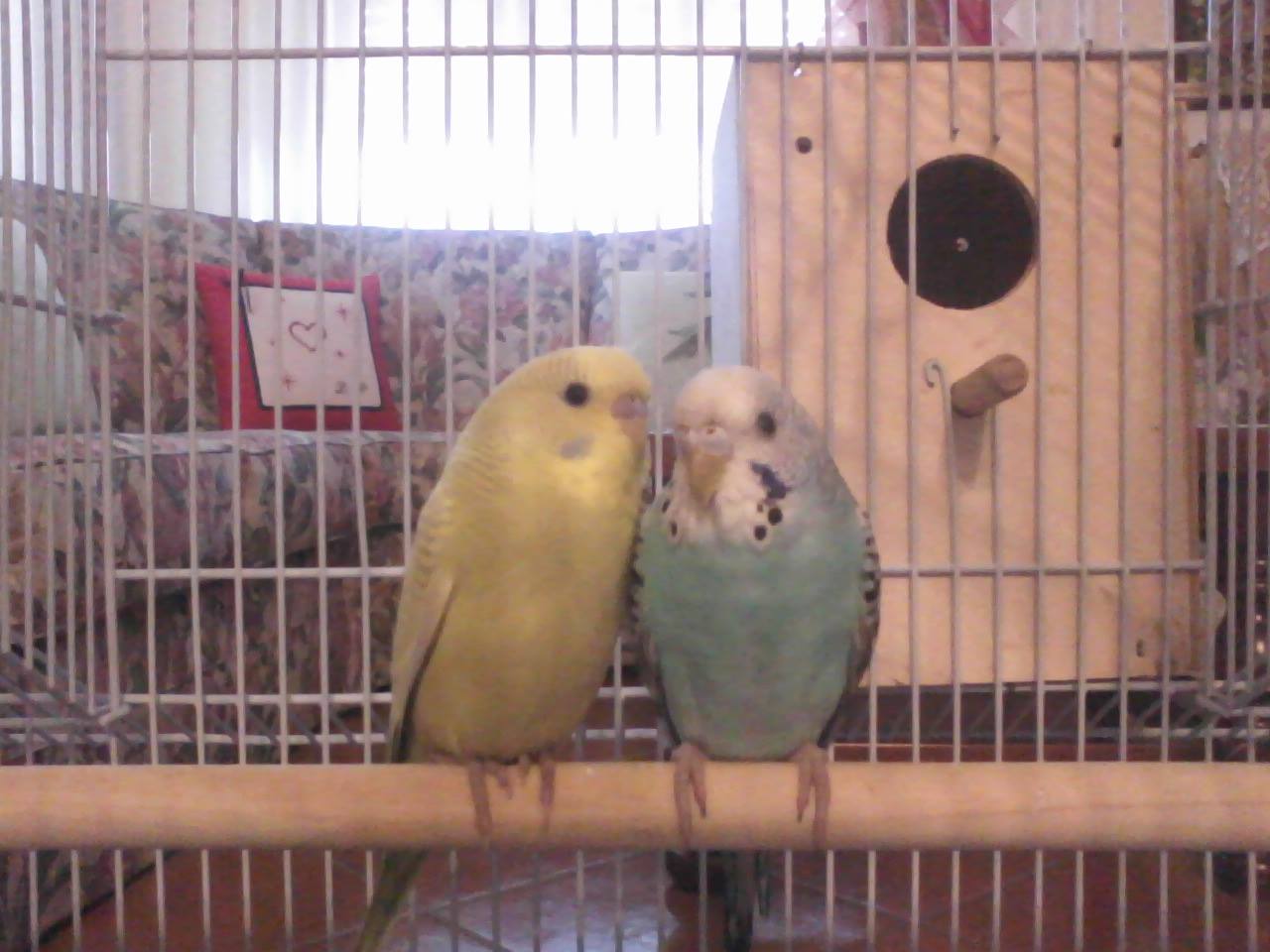 foto dei miei cocoriti - Cocoriti