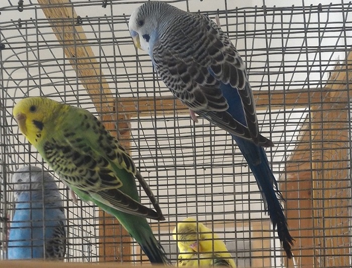 Mutazioni cocoriti - Cocoriti