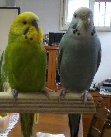 foto cocoriti - Cocorite e Pappagallini Ondulati