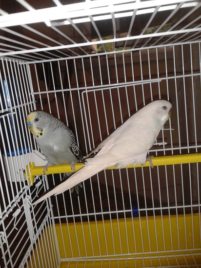 Nuova coppia di cocoriti - Cocorite e Pappagallini Ondulati