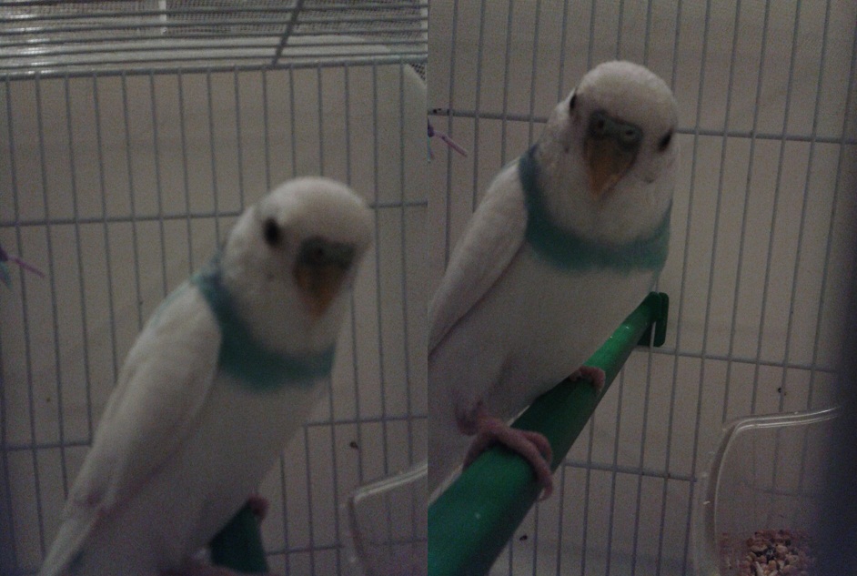 Nuovo coco - Cocoriti