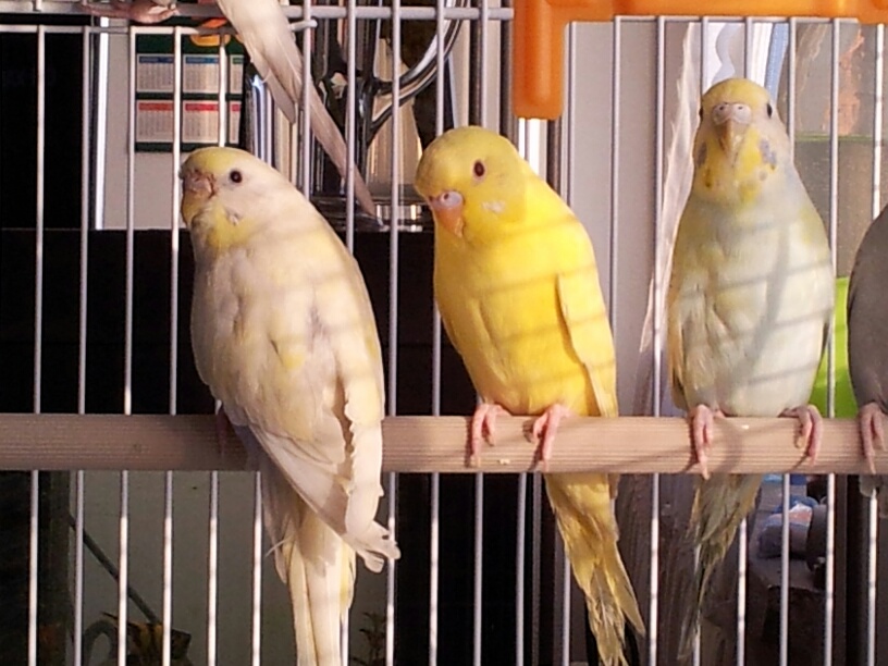 3 nuovi pappagallini - Cocorite e Pappagallini Ondulati