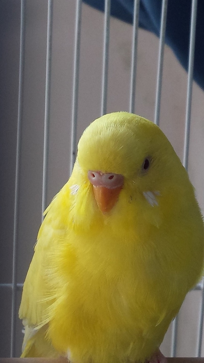 nuova cocorita capriole e varie... - Cocoriti