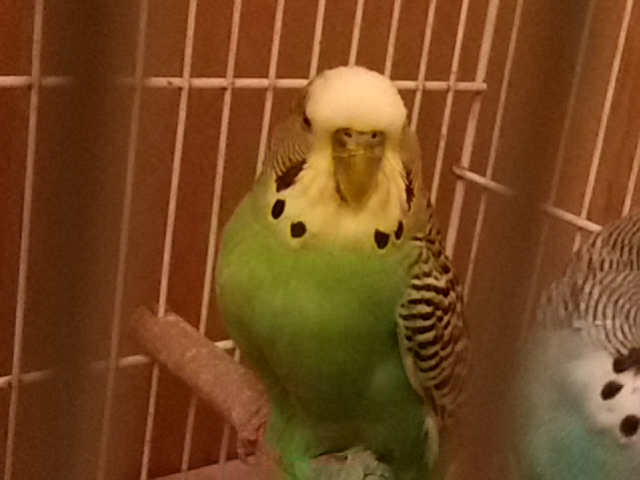 Etc cocoriti - Cocorite e Pappagallini Ondulati