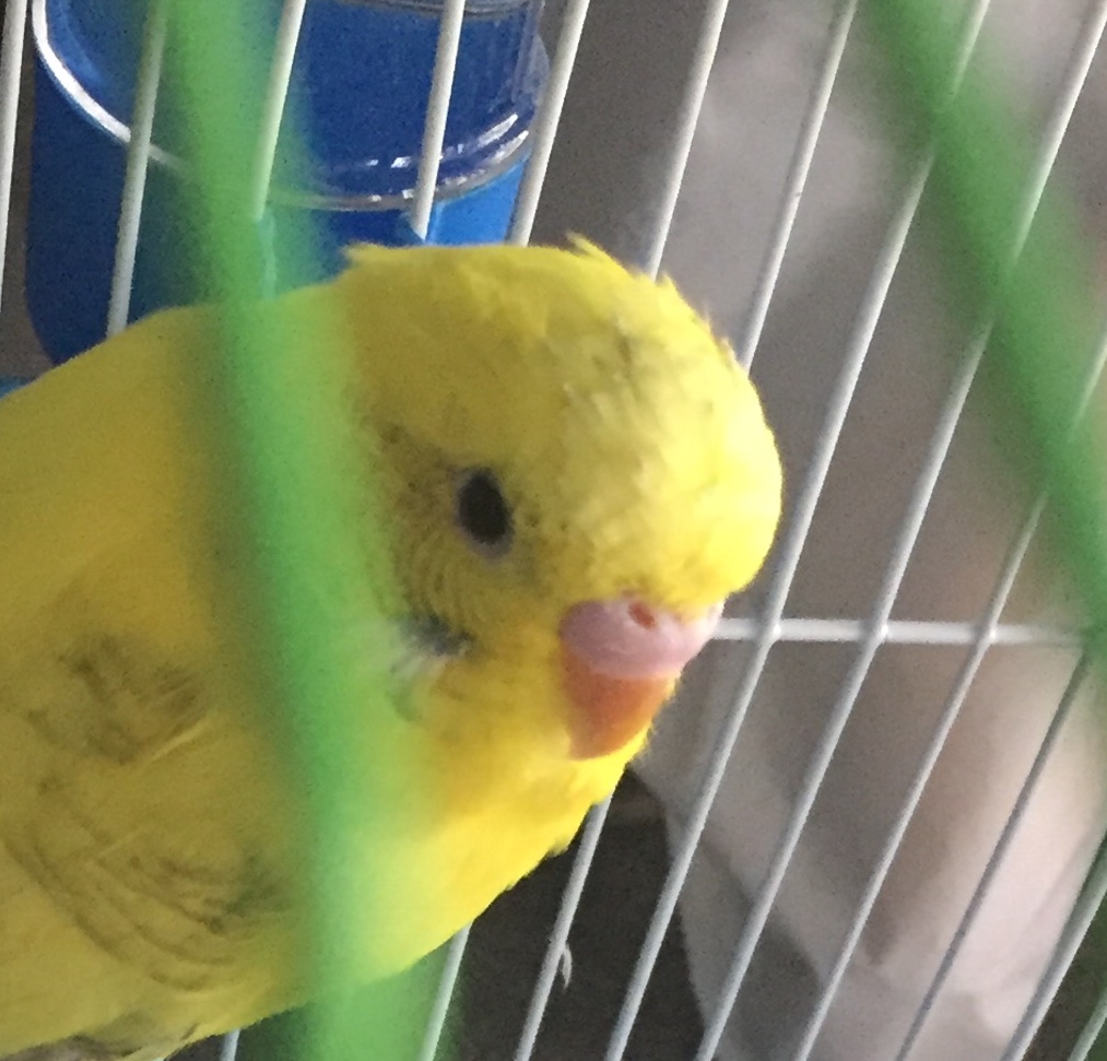 Età cocorite - Cocoriti