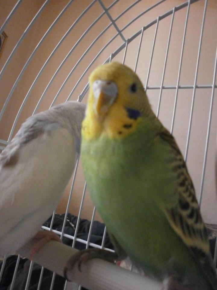 Sesso cocorito? - Cocoriti