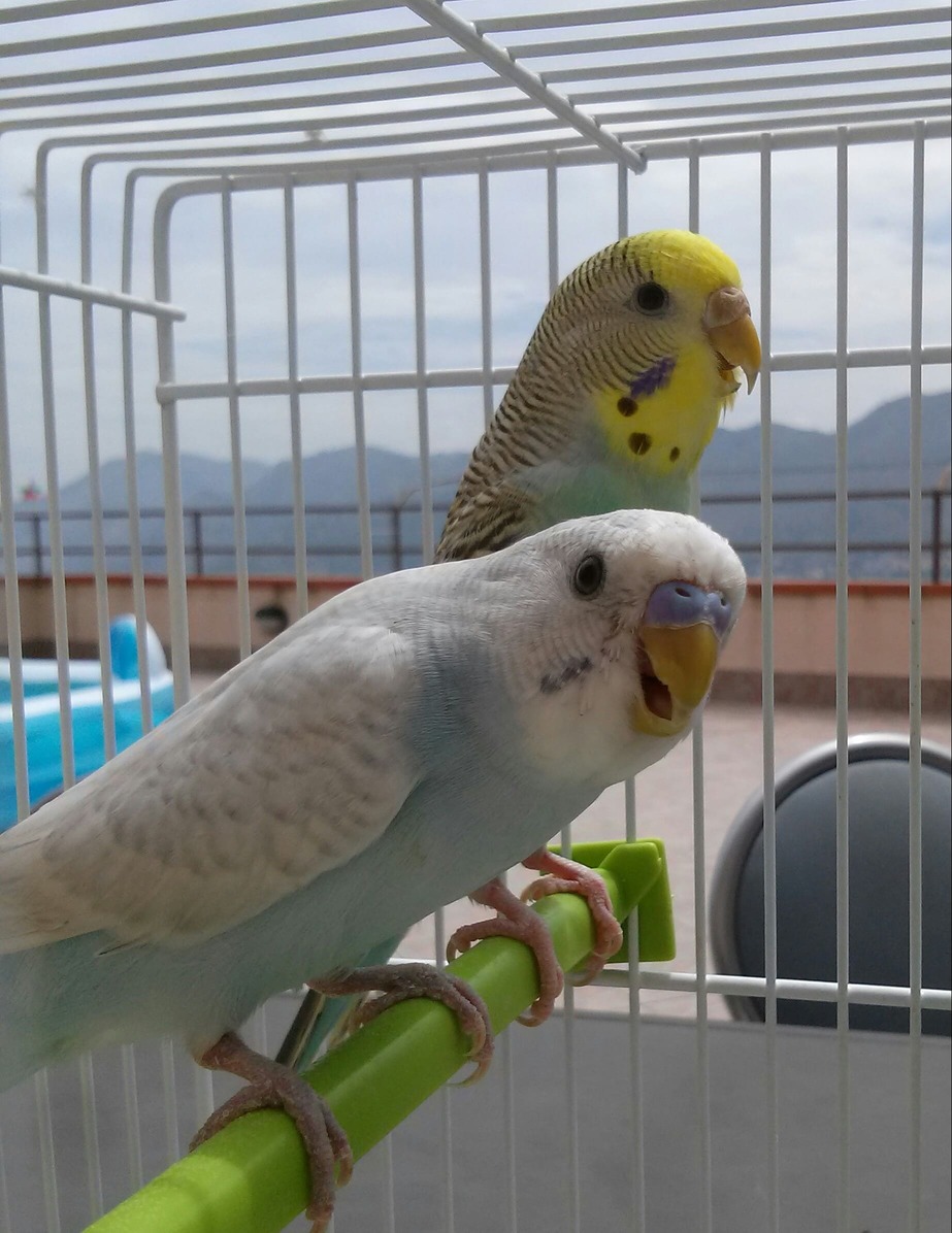 tutelare cocoriti dai rapaci - Cocoriti