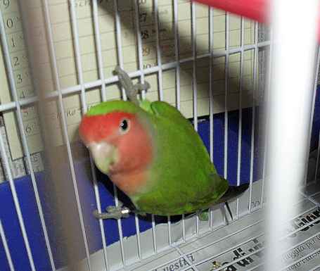 sesso inseparabile - Forum Agapornis Inseparabili