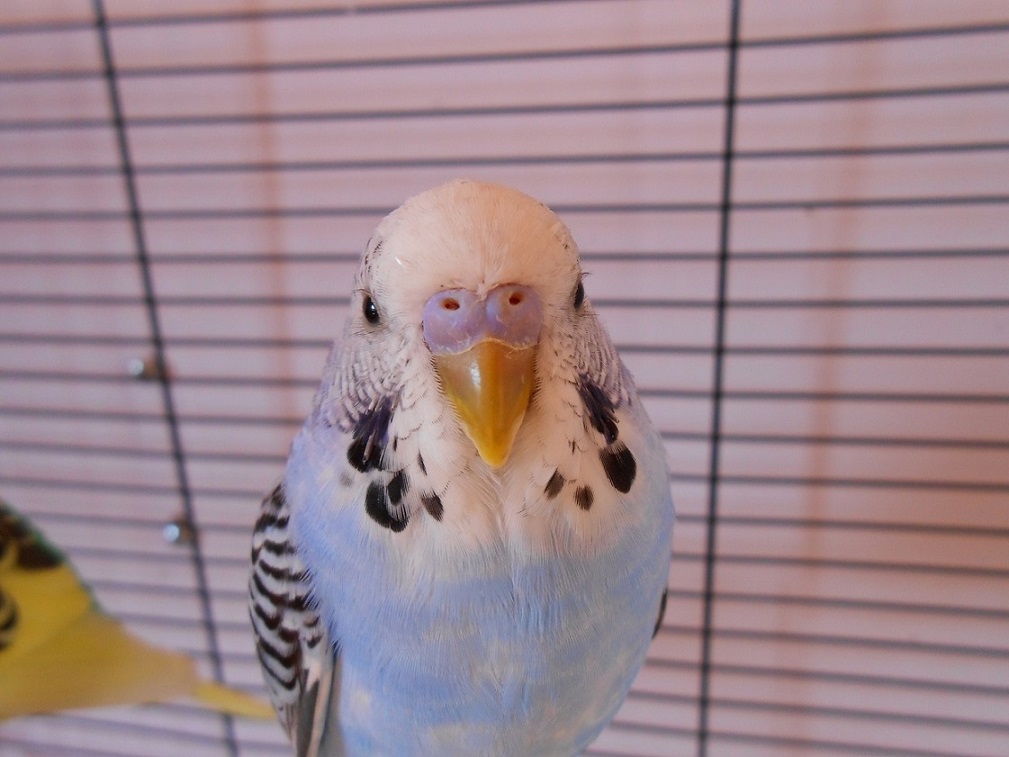 prime cocorite - Cocoriti