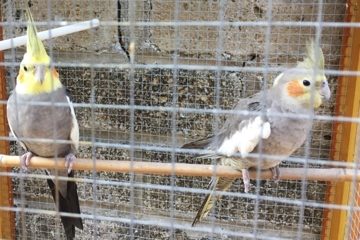 coppia - Forum Calopsite - Cocorite e Pappagallini Ondulati