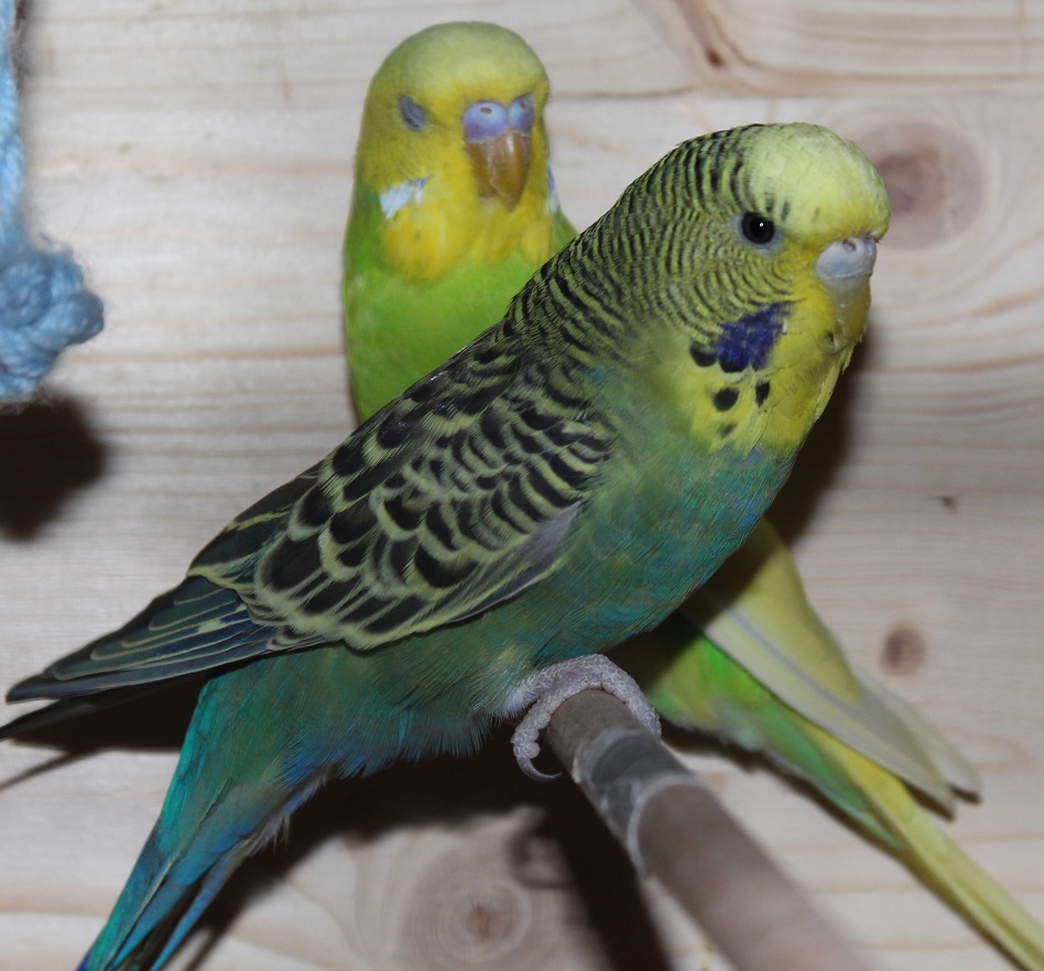 Cocorite inglesi - Cocoriti