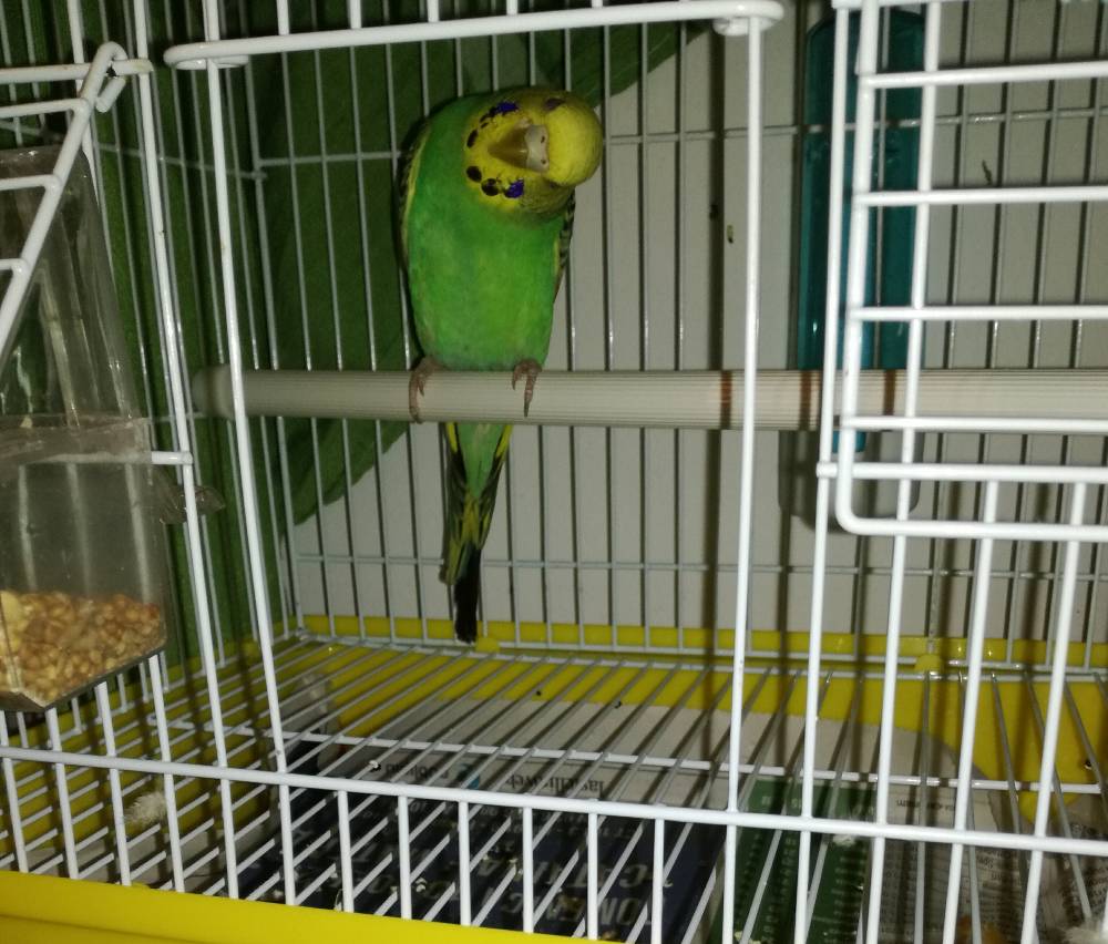 Cocorita con collo storto - Cocoriti