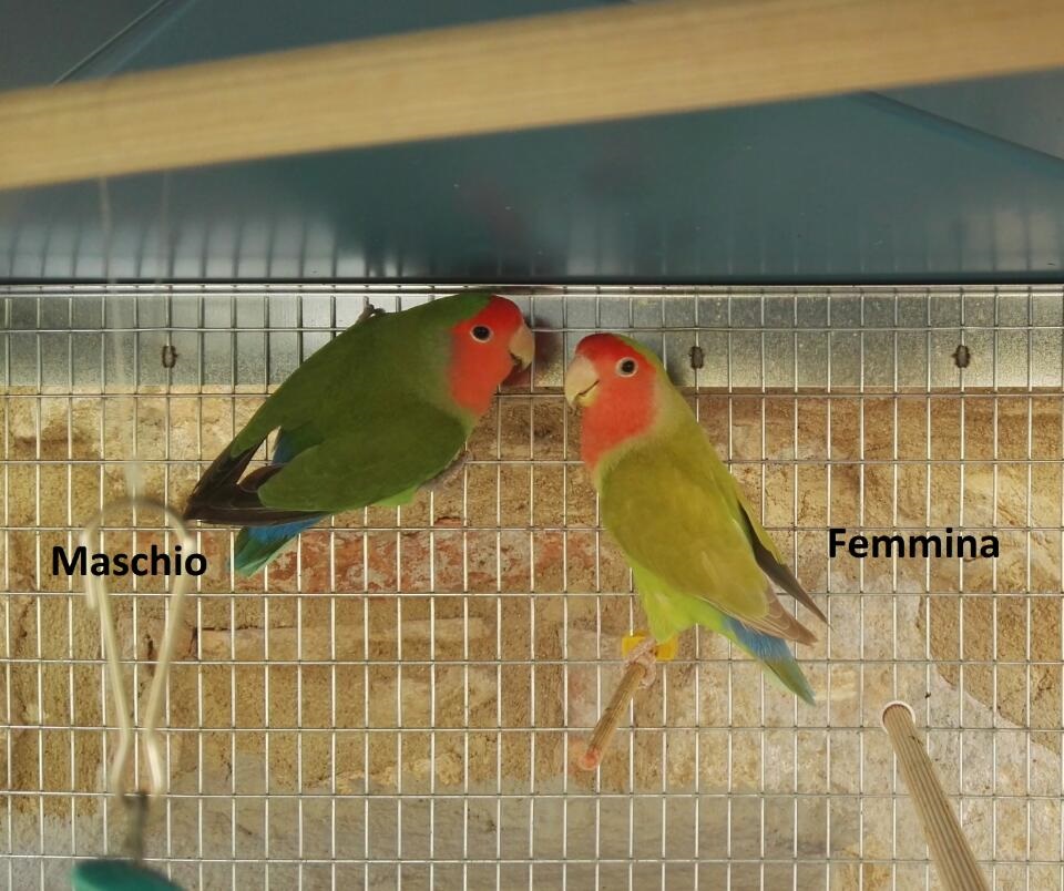 Specie - Cocoriti
