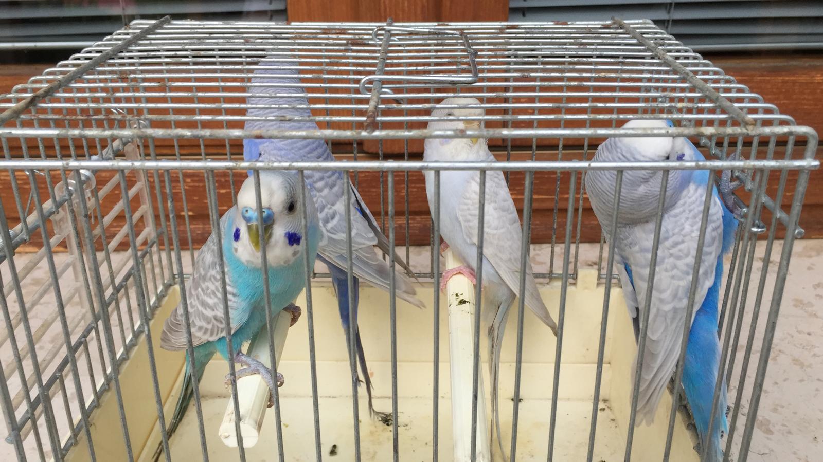 Mutazione cocoriti - Cocoriti