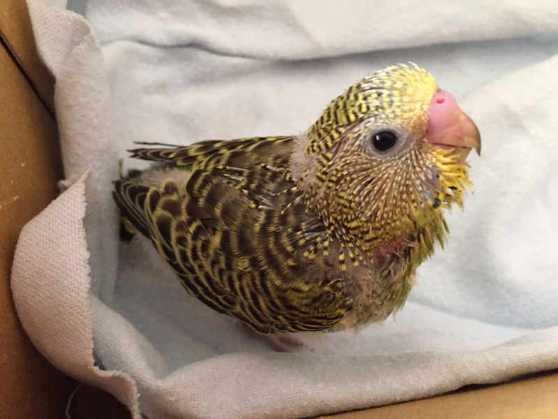 Vi presento Pollino - prima esp allevamento a mano - Cocoriti