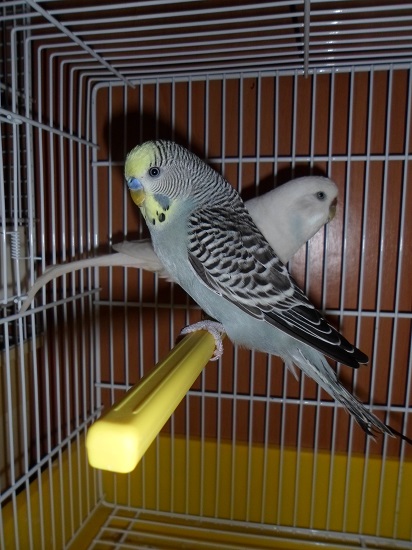 Nuova coppia di cocoriti - Cocorite e Pappagallini Ondulati