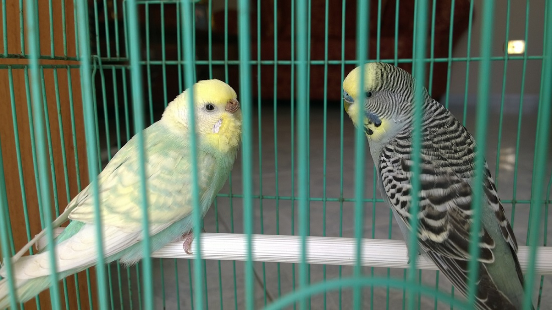 nuova coppia - Cocorite e Pappagallini Ondulati