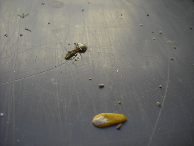 Differenza di feci - Cocorite e Pappagallini Ondulati