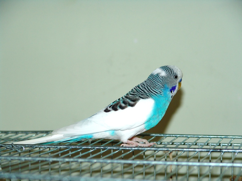 Chobin, il cocorito parlante