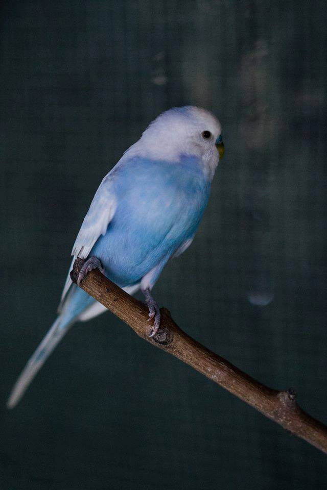 cocorito - Forum Calopsite