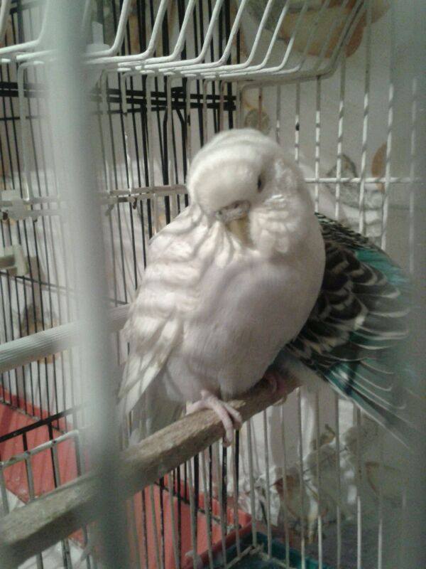 Le mie cocorite - Cocoriti