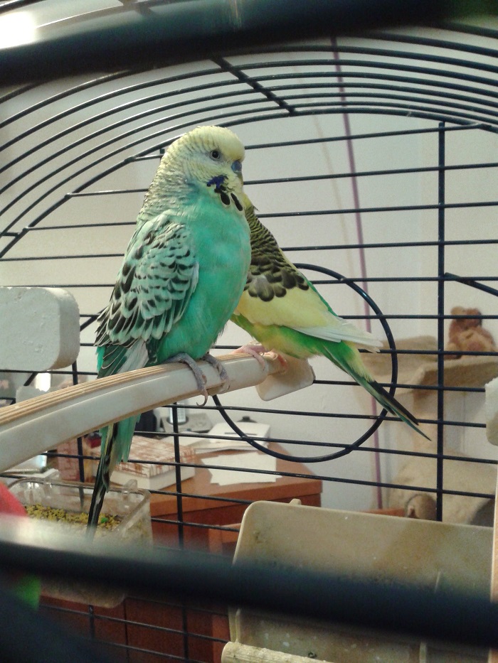 vi presento le mie cocorite