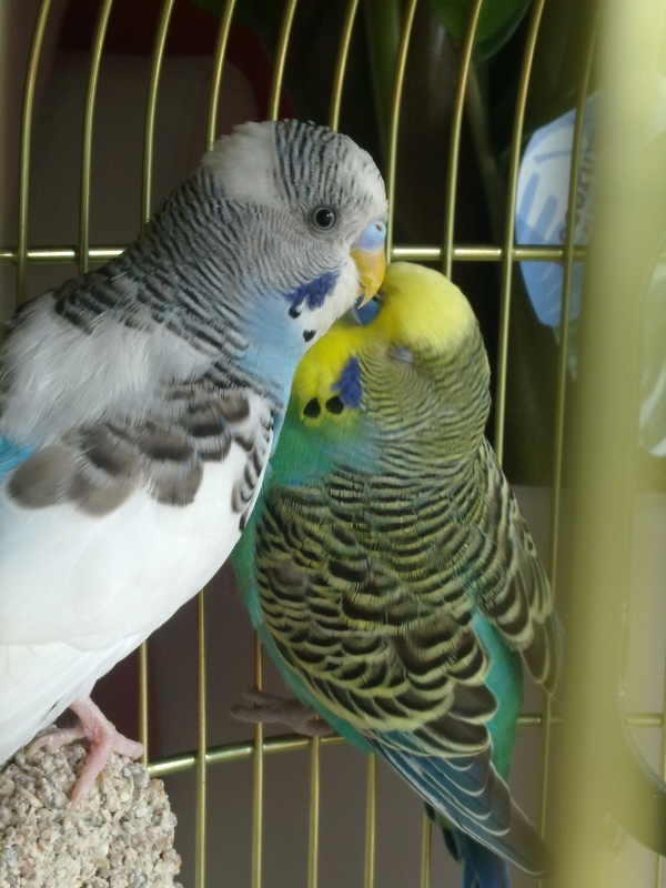 Sesso e mutazione cocoriti - Cocoriti