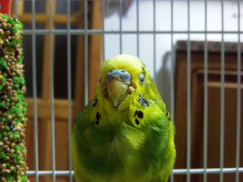 La mia coppia di cocorite non si accoppia - Cocoriti