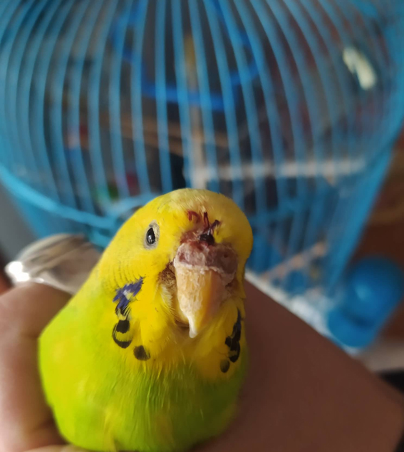 Cocorita ferita - Cocoriti