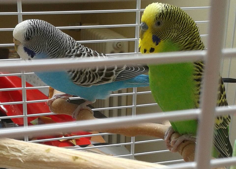 Quanto hanno le mie cocorite