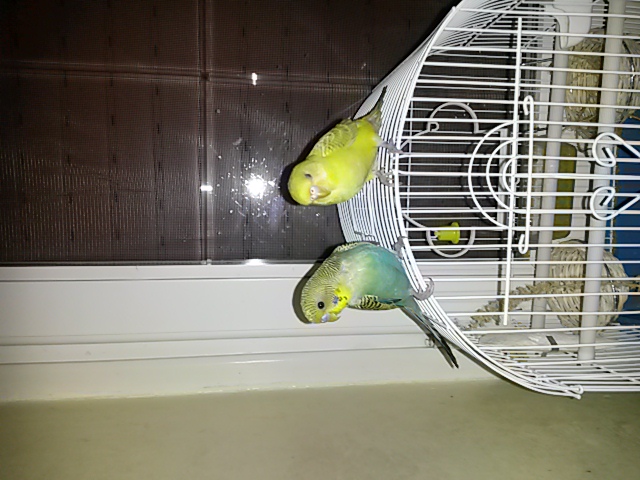 Sesso cocorito come riconoscerli e a che eta sono maturi x covare ...