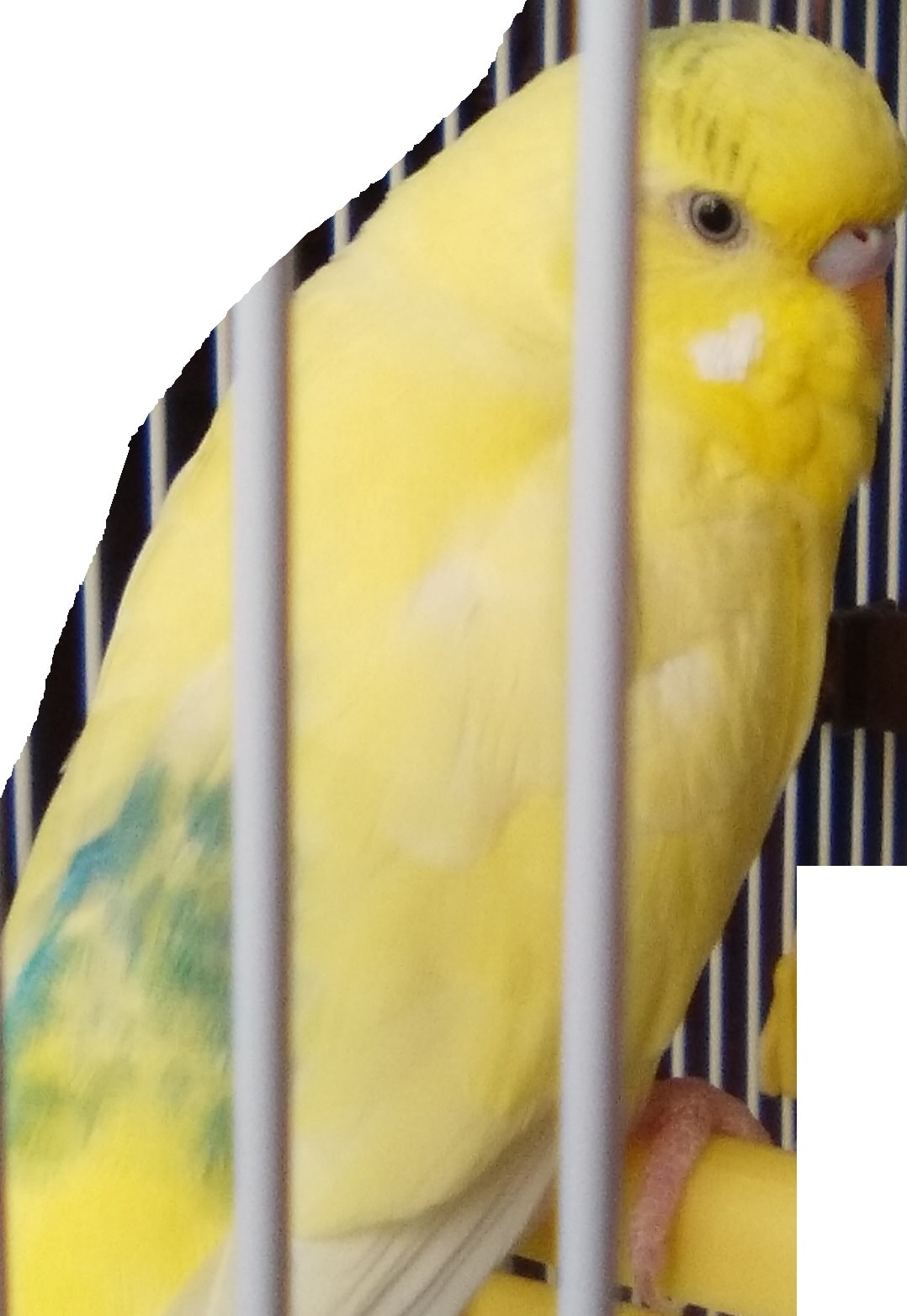 sesso ed anni cocorita - Cocoriti