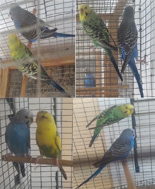 Mutazioni cocoriti - Cocoriti