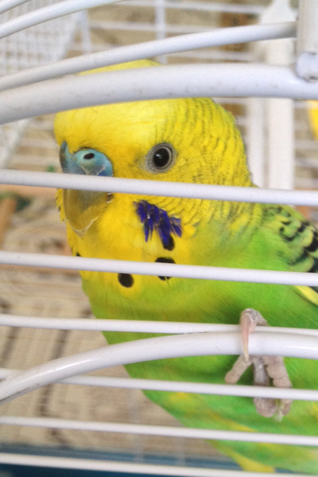 Cocorita prima affettuosissimo diventato MOLTO aggressivo - HELP - Cocoriti