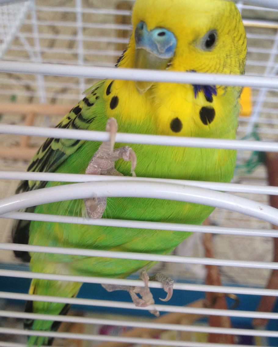 Cocorita prima affettuosissimo diventato MOLTO aggressivo - HELP - Cocoriti