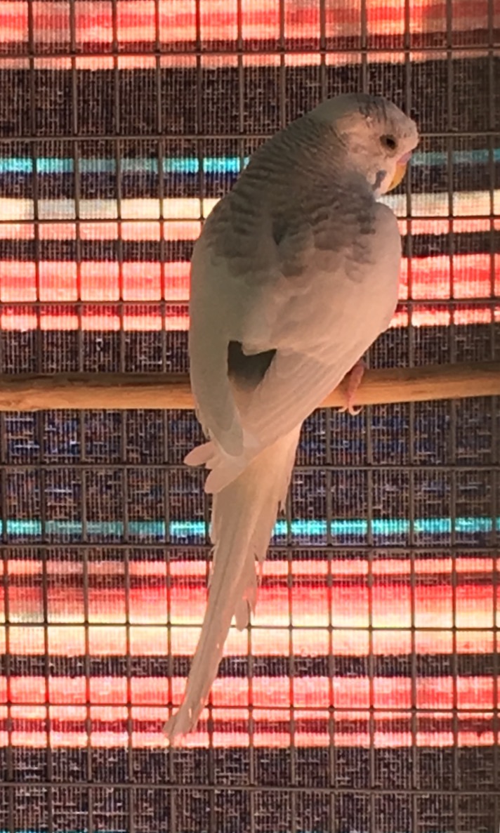 Mutazioni cocorite - Cocoriti