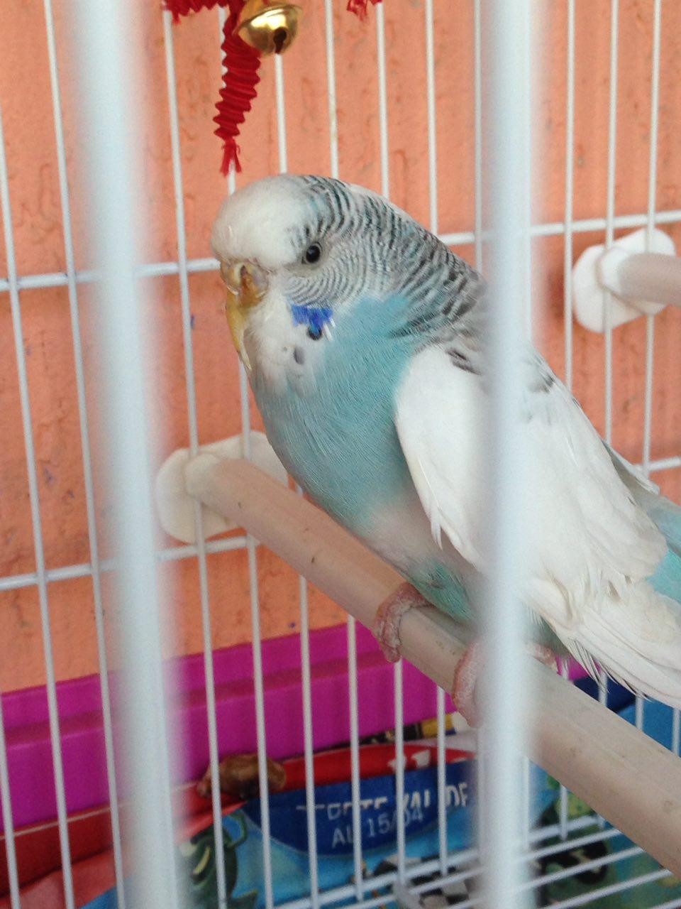 Domande sul comportamento delle cocorite - Cocoriti