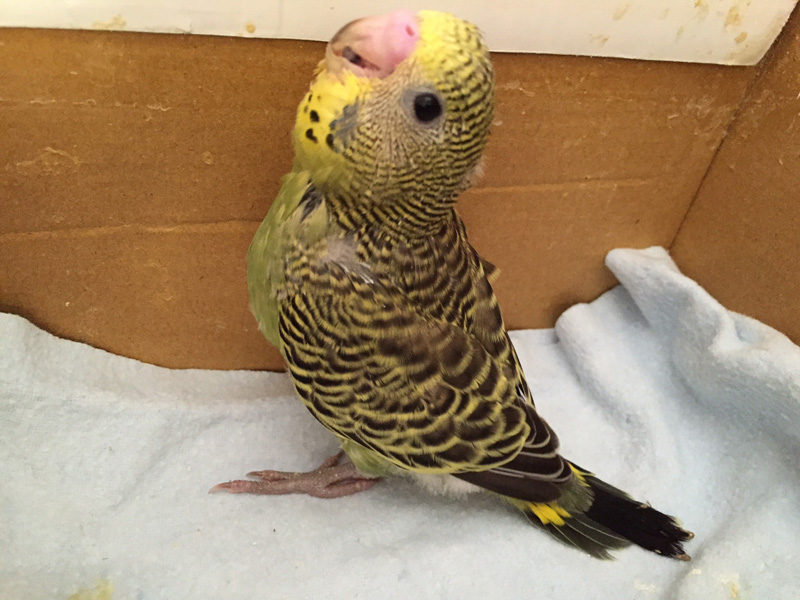 Vi presento Pollino - prima esp allevamento a mano - Cocoriti