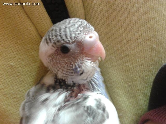 il piú piccino - Cocorite e Pappagallini Ondulati