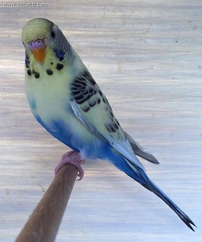 cocopezzato - Cocoriti