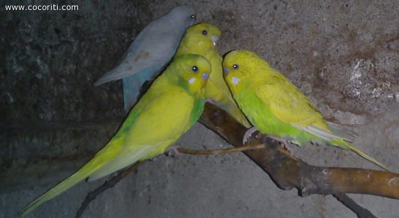 kokini - Cocorite e Pappagallini Ondulati