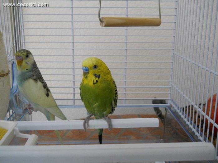 Anagrafica pappagallini: Green